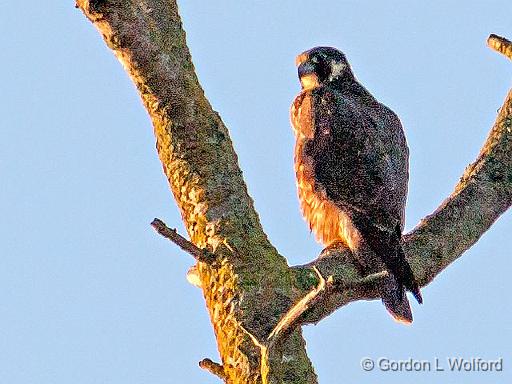 GORDON WOLFORD PHOTOGRAPHY/British Columbia/Falcon In A Tree_20160