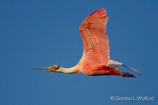 GORDON WOLFORD PHOTOGRAPHY/Louisiana/Cajun Country/Spoonbill In Flight ...