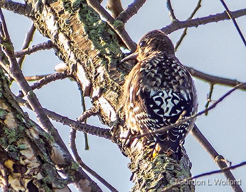 GORDON WOLFORD PHOTOGRAPHY/Ontario/Central Ontario/Birds of Central ...