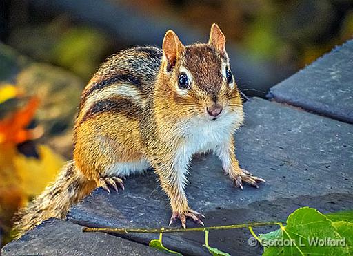 GORDON WOLFORD PHOTOGRAPHY/Ontario/Eastern Ontario/Animals of Eastern ...