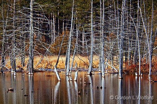 GORDON WOLFORD PHOTOGRAPHY/Ontario/Eastern Ontario/Autumn 2009/Swamp ...