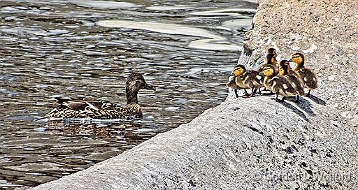 GORDON WOLFORD PHOTOGRAPHY/Ontario/Eastern Ontario/Birds of Eastern ...