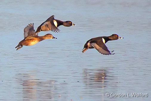 GORDON WOLFORD PHOTOGRAPHY/Ontario/Eastern Ontario/Birds of Eastern ...