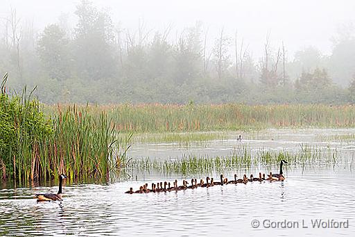 GORDON WOLFORD PHOTOGRAPHY/Ontario/Eastern Ontario/Birds of Eastern ...
