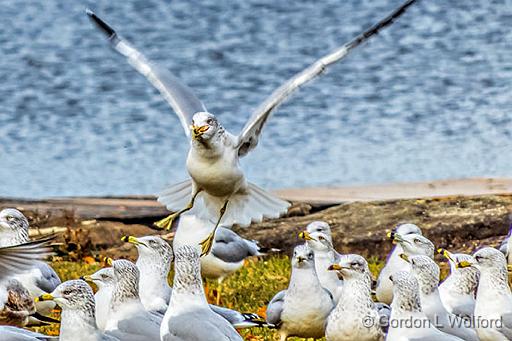 GORDON WOLFORD PHOTOGRAPHY/Ontario/Eastern Ontario/Birds of Eastern ...