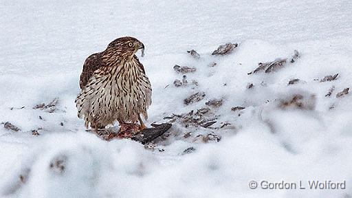 GORDON WOLFORD PHOTOGRAPHY/Ontario/Eastern Ontario/Birds of Eastern ...