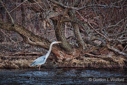 GORDON WOLFORD PHOTOGRAPHY/Ontario/Eastern Ontario/Birds of Eastern ...