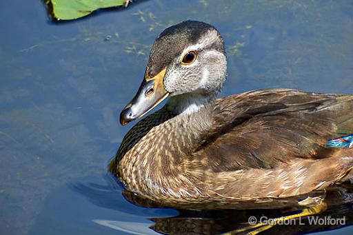 GORDON WOLFORD PHOTOGRAPHY/Ontario/Eastern Ontario/Birds of Eastern ...