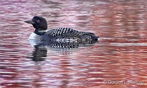 GORDON WOLFORD PHOTOGRAPHY/Ontario/Eastern Ontario/Birds of Eastern ...