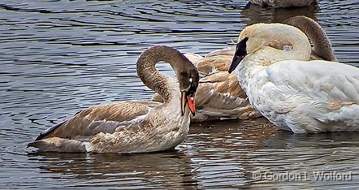 GORDON WOLFORD PHOTOGRAPHY/Ontario/Eastern Ontario/Birds of Eastern ...