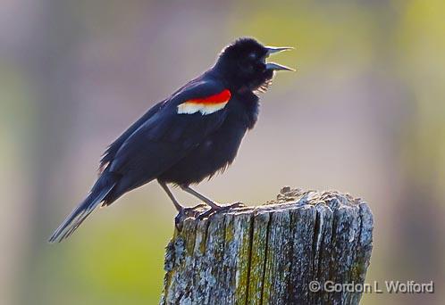 GORDON WOLFORD PHOTOGRAPHY/Ontario/Eastern Ontario/Birds of Eastern ...