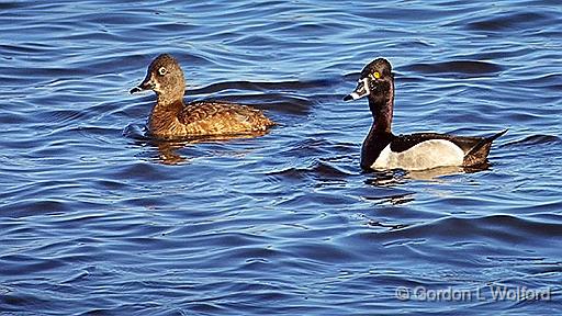 GORDON WOLFORD PHOTOGRAPHY/Ontario/Eastern Ontario/Birds of Eastern ...