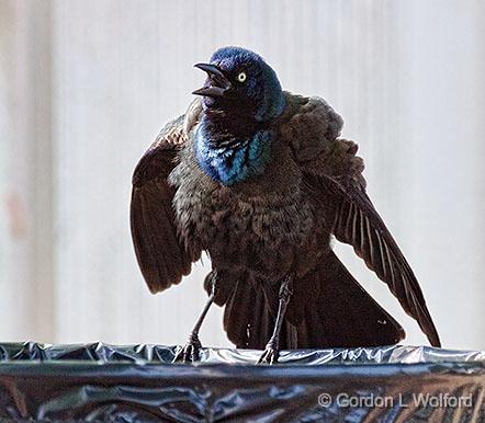 GORDON WOLFORD PHOTOGRAPHY/Ontario/Eastern Ontario/Birds of Eastern ...