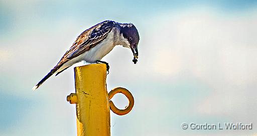 GORDON WOLFORD PHOTOGRAPHY/Ontario/Eastern Ontario/Birds of Eastern ...