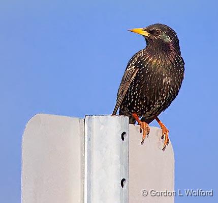 GORDON WOLFORD PHOTOGRAPHY/Ontario/Eastern Ontario/Birds of Eastern ...