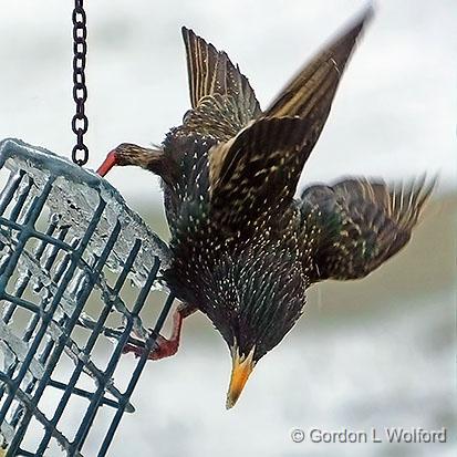 GORDON WOLFORD PHOTOGRAPHY/Ontario/Eastern Ontario/Birds of Eastern ...