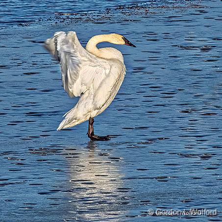 GORDON WOLFORD PHOTOGRAPHY/Ontario/Eastern Ontario/Birds of Eastern ...