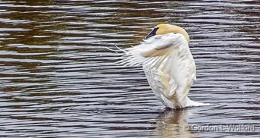 GORDON WOLFORD PHOTOGRAPHY/Ontario/Eastern Ontario/Birds of Eastern ...