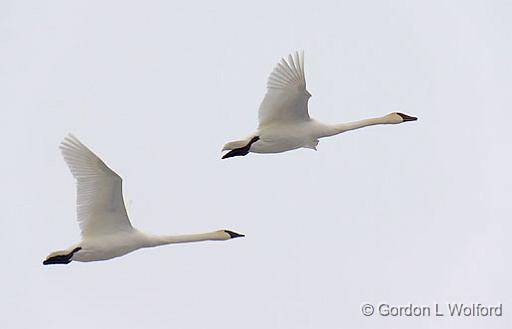 GORDON WOLFORD PHOTOGRAPHY/Ontario/Eastern Ontario/Birds of Eastern ...