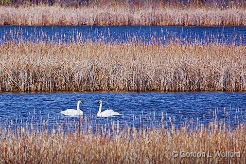 GORDON WOLFORD PHOTOGRAPHY/Ontario/Eastern Ontario/Birds of Eastern ...
