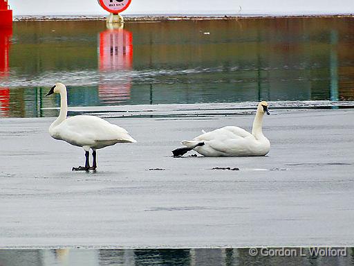 GORDON WOLFORD PHOTOGRAPHY/Ontario/Eastern Ontario/Birds of Eastern ...