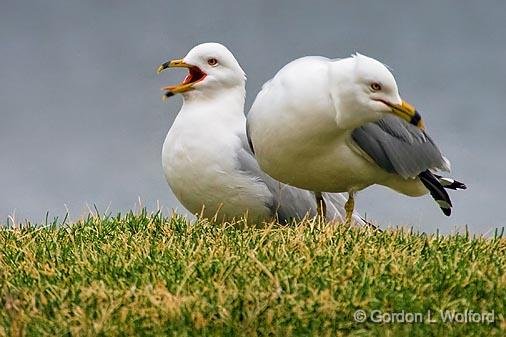 GORDON WOLFORD PHOTOGRAPHY/Ontario/Eastern Ontario/Birds of Eastern ...