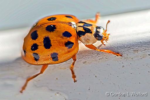 GORDON WOLFORD PHOTOGRAPHY/Ontario/Eastern Ontario/Bugs of Eastern ...