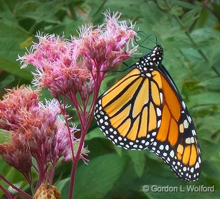 GORDON WOLFORD PHOTOGRAPHY/Ontario/Eastern Ontario/Bugs of Eastern ...