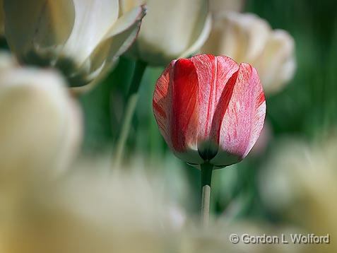 GORDON WOLFORD PHOTOGRAPHY/Ontario/Eastern Ontario/Flowers of Eastern ...