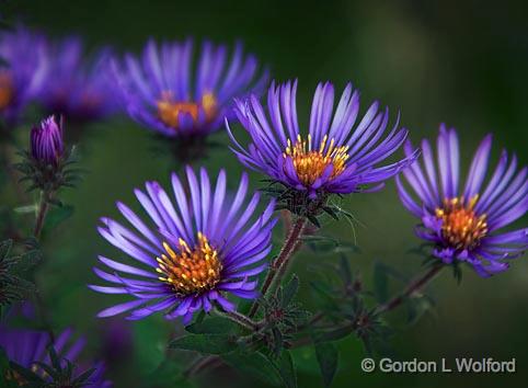 GORDON WOLFORD PHOTOGRAPHY/Ontario/Eastern Ontario/Flowers of Eastern ...