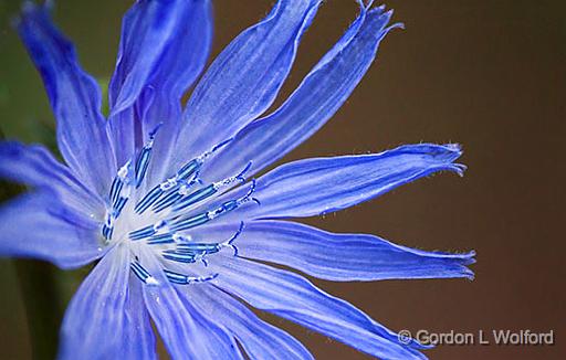 GORDON WOLFORD PHOTOGRAPHY/Ontario/Eastern Ontario/Flowers of Eastern ...