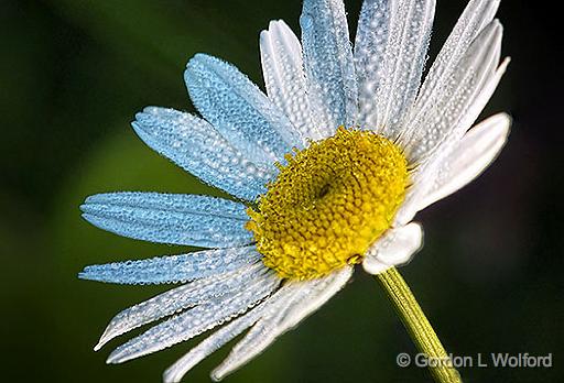 GORDON WOLFORD PHOTOGRAPHY/Ontario/Eastern Ontario/Flowers of Eastern ...