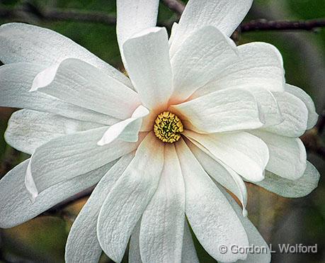 GORDON WOLFORD PHOTOGRAPHY/Ontario/Eastern Ontario/Flowers of Eastern ...