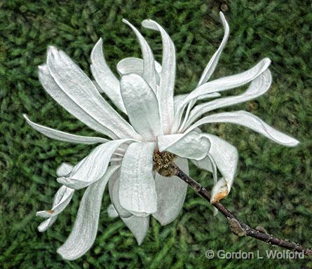 GORDON WOLFORD PHOTOGRAPHY/Ontario/Eastern Ontario/Flowers of Eastern ...