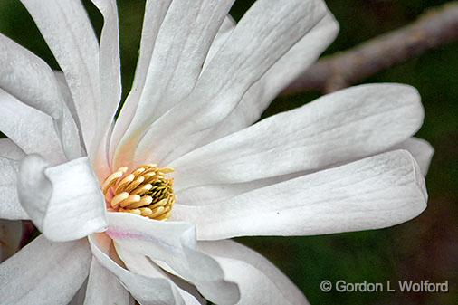 GORDON WOLFORD PHOTOGRAPHY/Ontario/Eastern Ontario/Flowers of Eastern ...