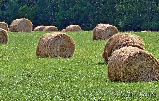 GORDON WOLFORD PHOTOGRAPHY/Ontario/Eastern Ontario/Summer 2010/Field Of ...