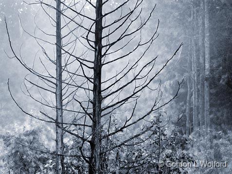 GORDON WOLFORD PHOTOGRAPHY/Ontario/Eastern Ontario/This 'n That of ...