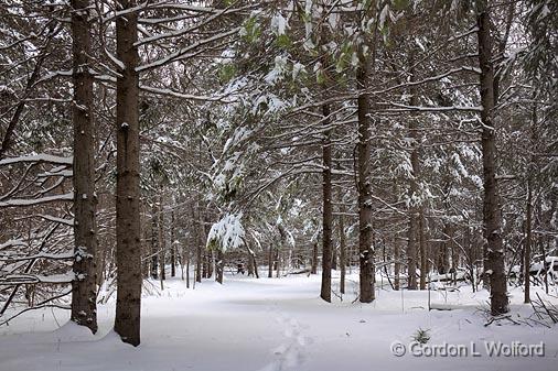 GORDON WOLFORD PHOTOGRAPHY/Ontario/Eastern Ontario/Winter Scenes/Snow ...
