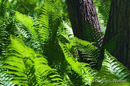 GORDON WOLFORD PHOTOGRAPHY/Ontario/Eastern Ontario/Forest Ferns_48917