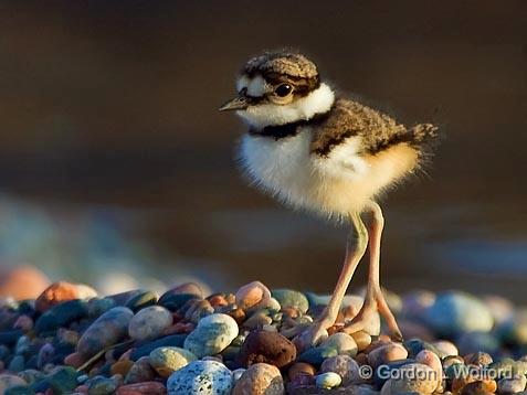 GORDON WOLFORD PHOTOGRAPHY/Ontario/Northern Ontario/Killdeer Chick_49861