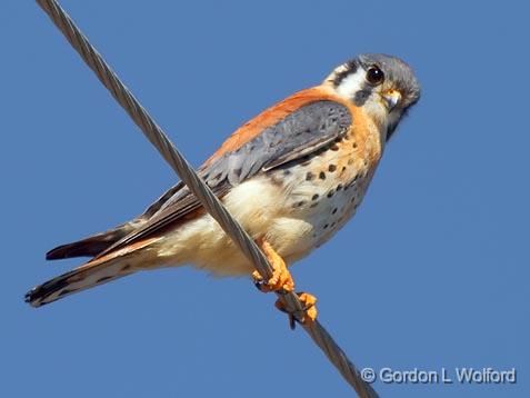 GORDON WOLFORD PHOTOGRAPHY/Texas/Goose Island/Kestrel On A Wire_38687