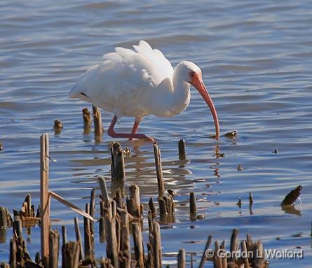 GORDON WOLFORD PHOTOGRAPHY/Texas/Goose Island/White Ibis Foraging_38683
