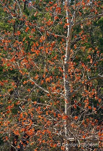 GORDON WOLFORD PHOTOGRAPHY/Texas/Hill Country/Red Leaves_44642