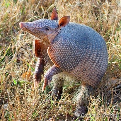 GORDON WOLFORD PHOTOGRAPHY/Texas/Indianola/Sitting Armadillo_37596