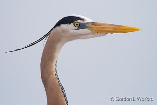GORDON WOLFORD PHOTOGRAPHY/Texas/Mustang Island/Heron Head_41903