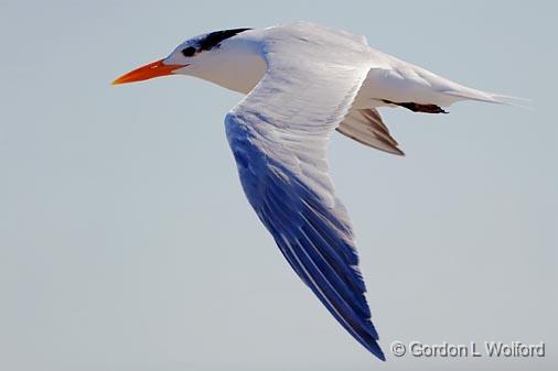 GORDON WOLFORD PHOTOGRAPHY/Texas/Mustang Island/Royal Tern In Flight_89420