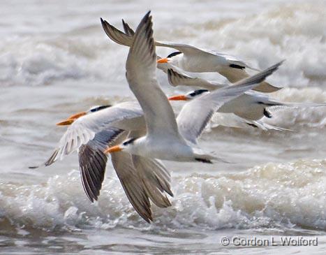 GORDON WOLFORD PHOTOGRAPHY/Texas/Mustang Island/Royal Terns In Flight ...