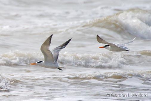 GORDON WOLFORD PHOTOGRAPHY/Texas/Mustang Island/Royal Terns In Flight ...